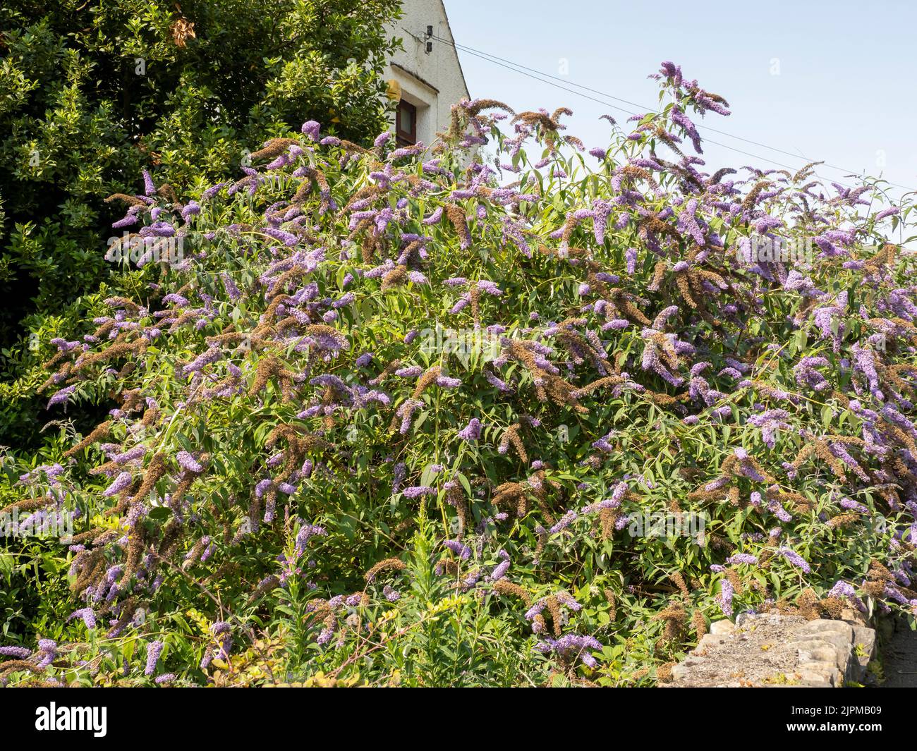 A Buddleia flowering in Ambleside, Lake District, UK Stock Photo - Alamy