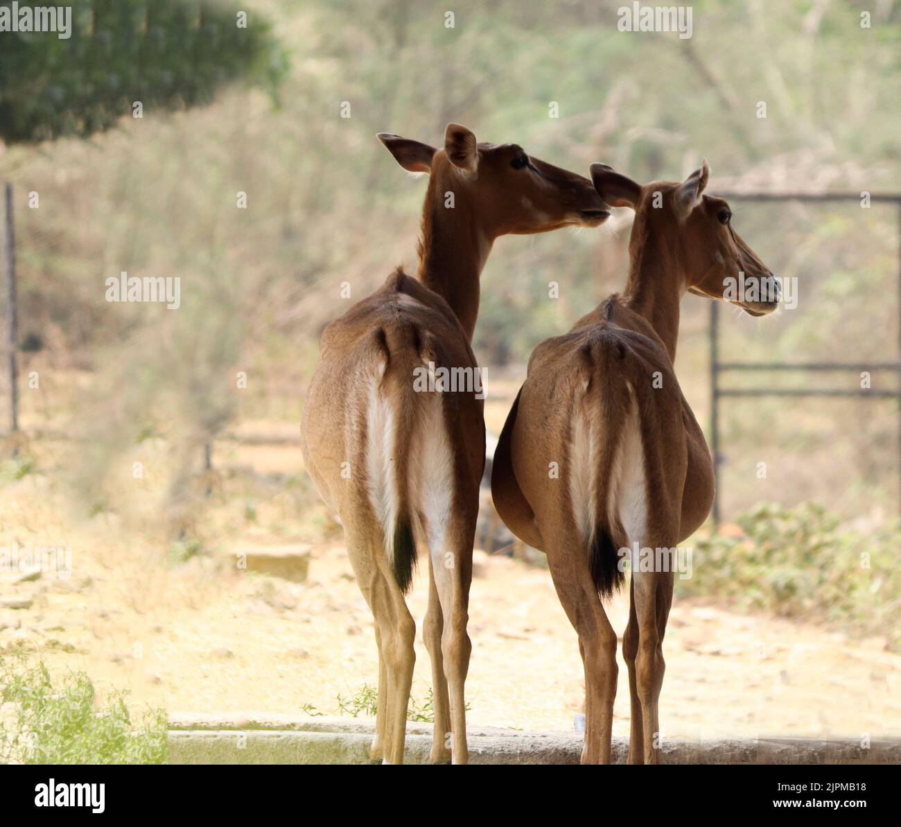 A beautiful shot of herd of Nilgai seen from behind in a zoo Stock ...