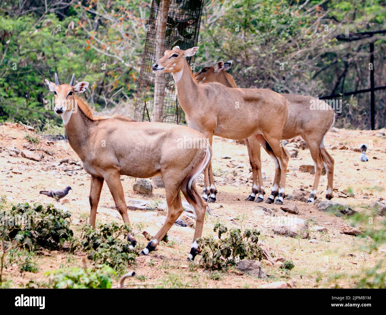 A beautiful shot of herd of Nilgai in a zoo Stock Photo - Alamy