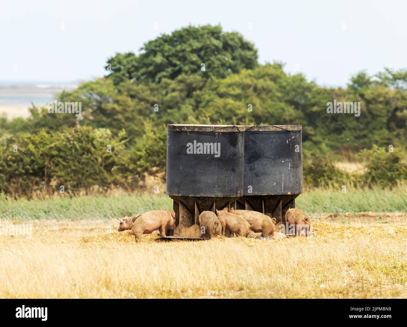Pigs on pig farm near hi-res stock photography and images - Alamy