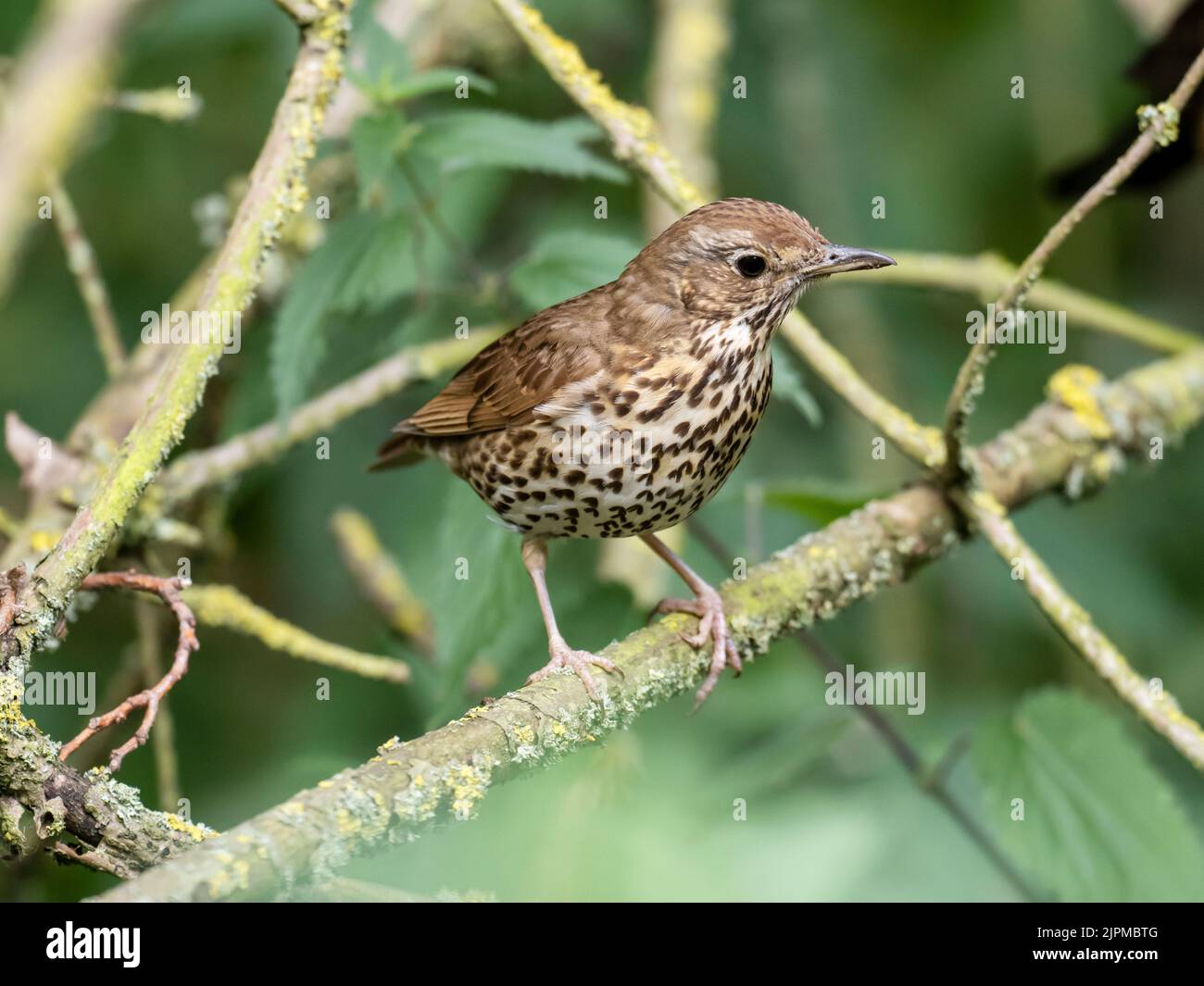 A Song Thrush at Titchwell bird reserve, Norfolk, UK Stock Photo - Alamy