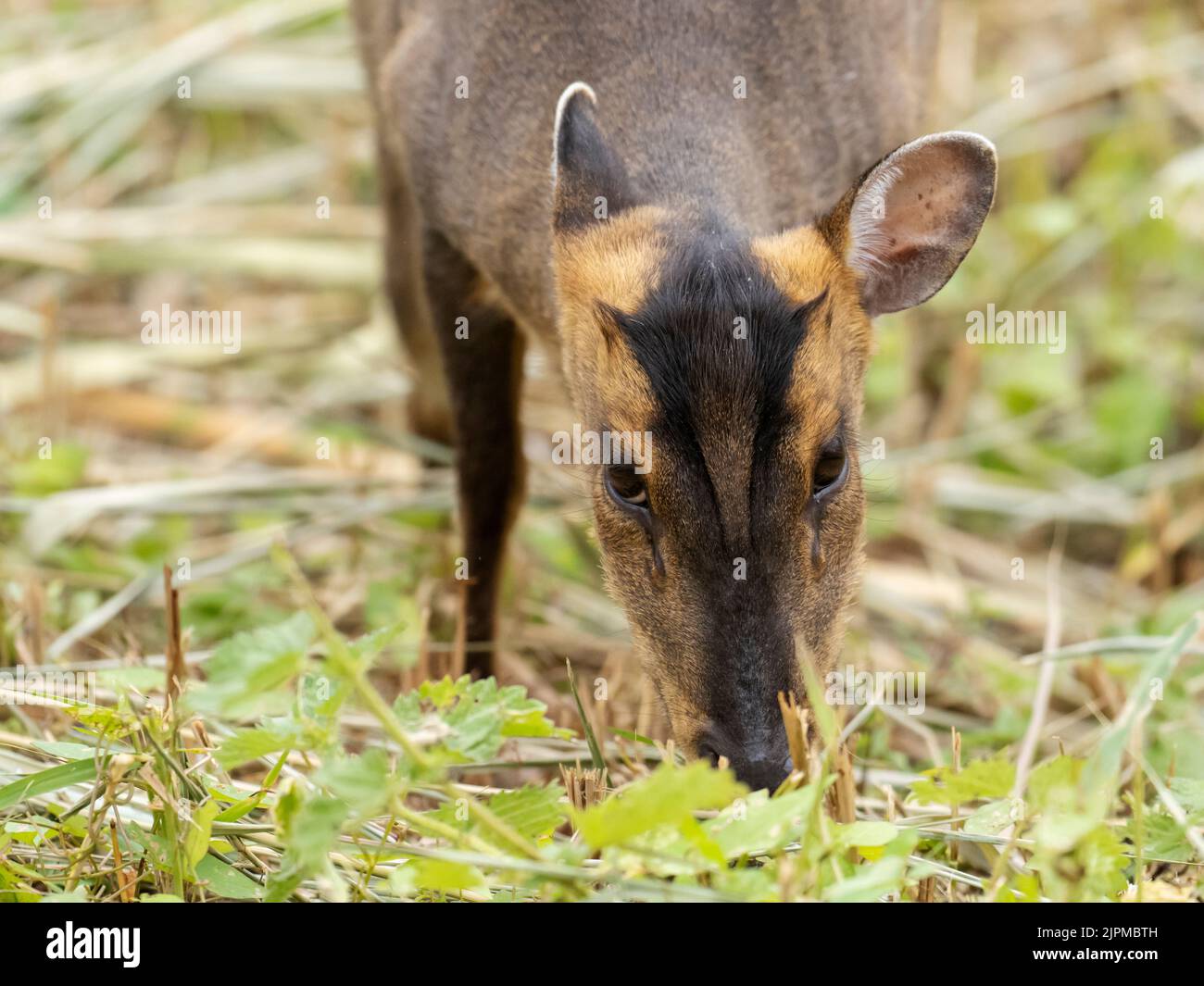A Muntjak Deer, Muntiacus muntjak, at Titchwell bird reserve, Norfolk ...