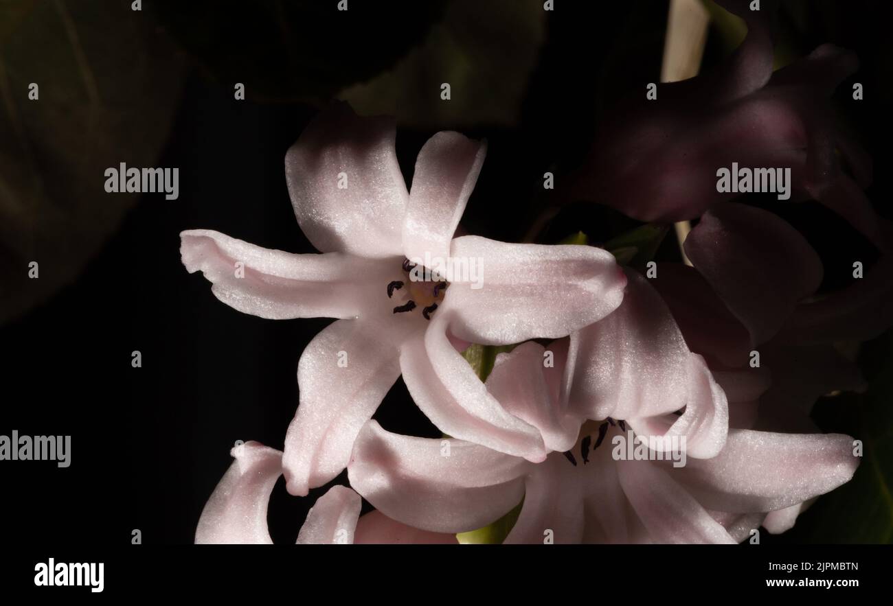 Hyacinth flower in close-up. Pink hyacinth flower in close-up. The ...