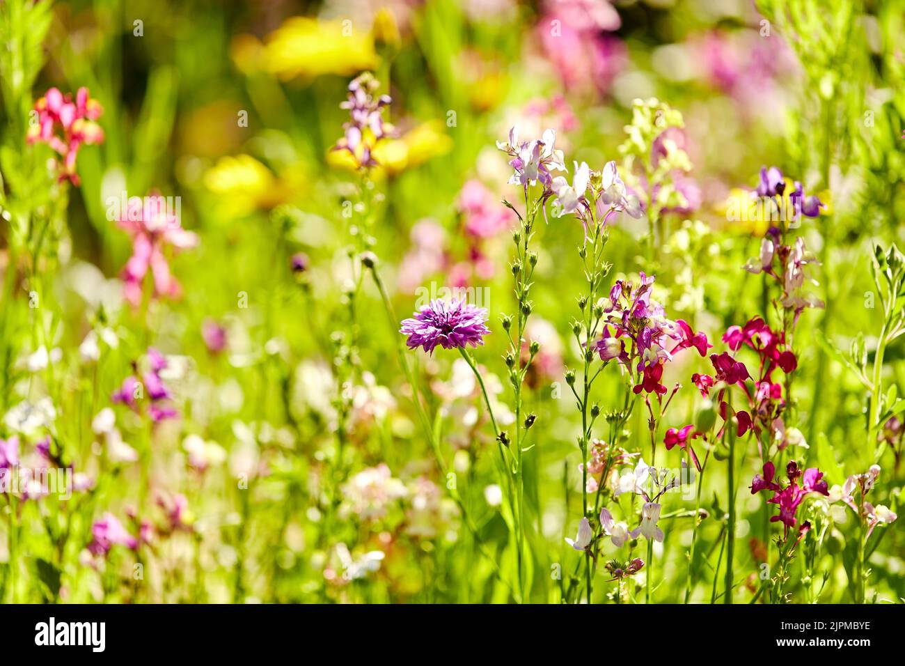 beautiful field flowers in summer garden Stock Photo - Alamy