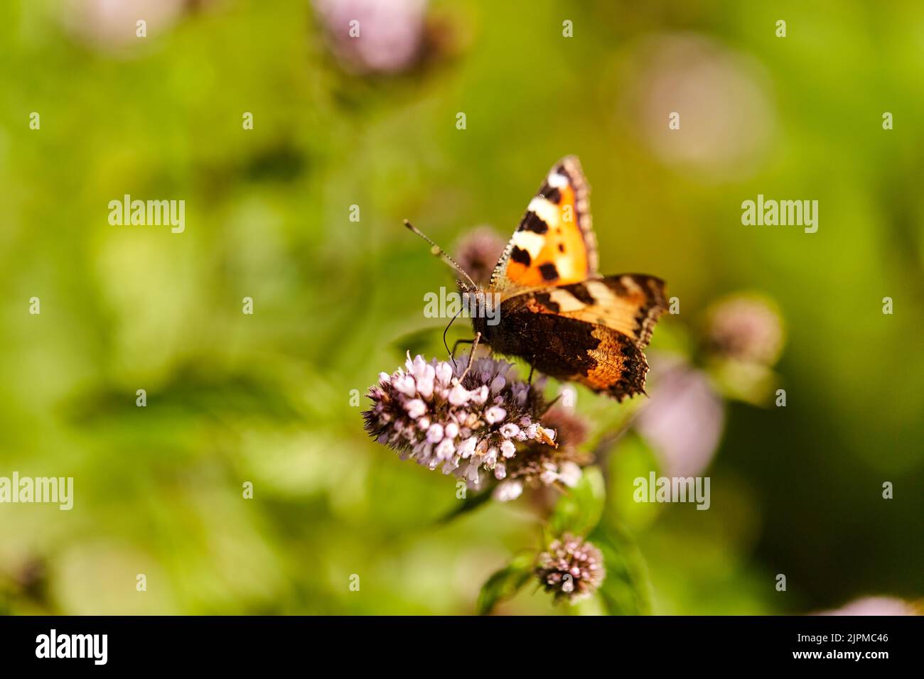 Summer garden wildlife hi-res stock photography and images - Alamy
