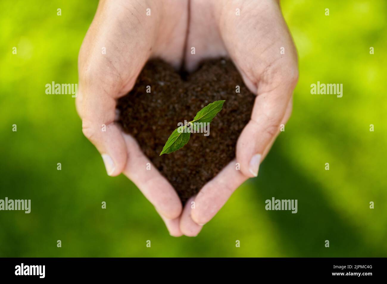 hands holding plant growing in handful of soil Stock Photo - Alamy