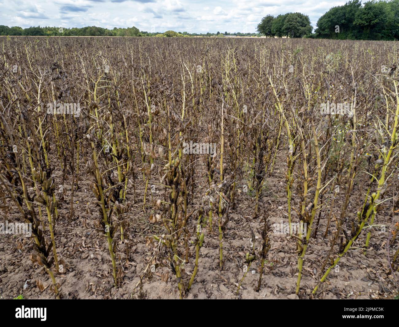 Fields of Broad Beans ruined by the drought at Little Snoring, Norfolk ...
