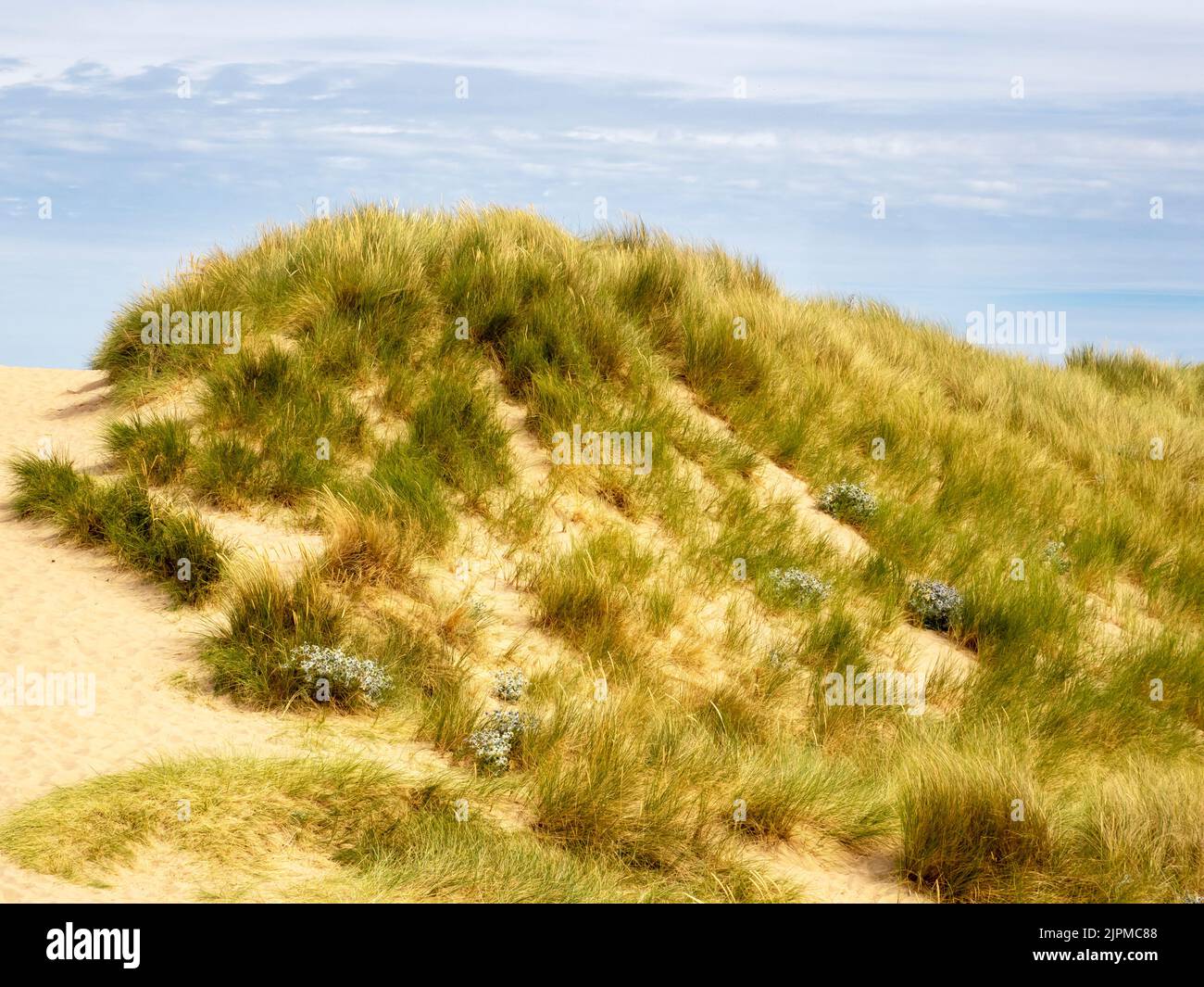 Sea Holly growing on sand dunes at Holkham, Norfolk, UK Stock Photo - Alamy