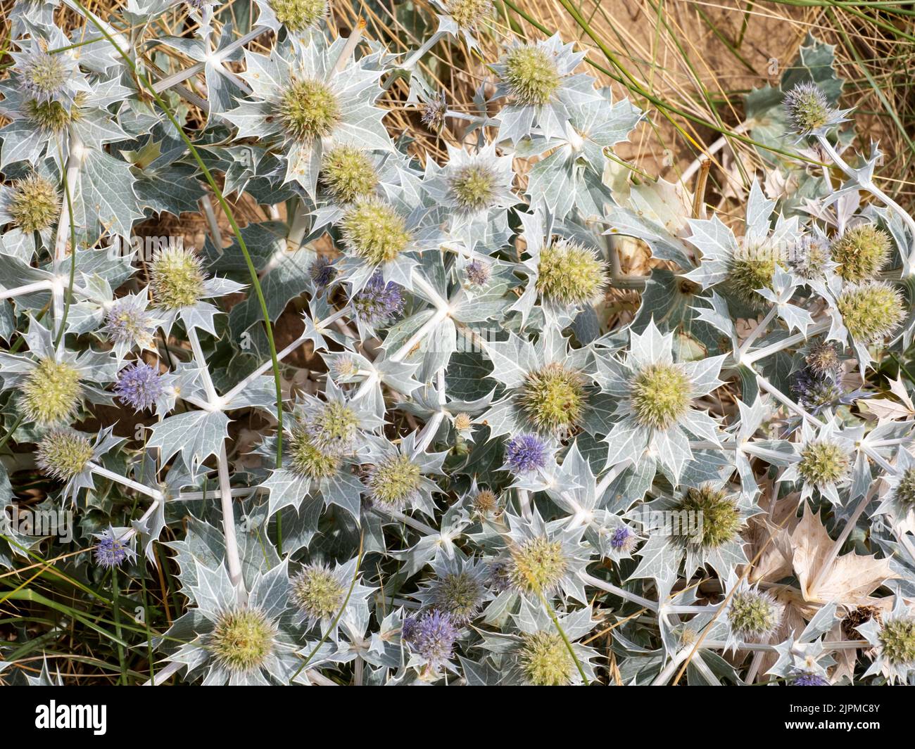 Holly growing hi-res stock photography and images - Alamy