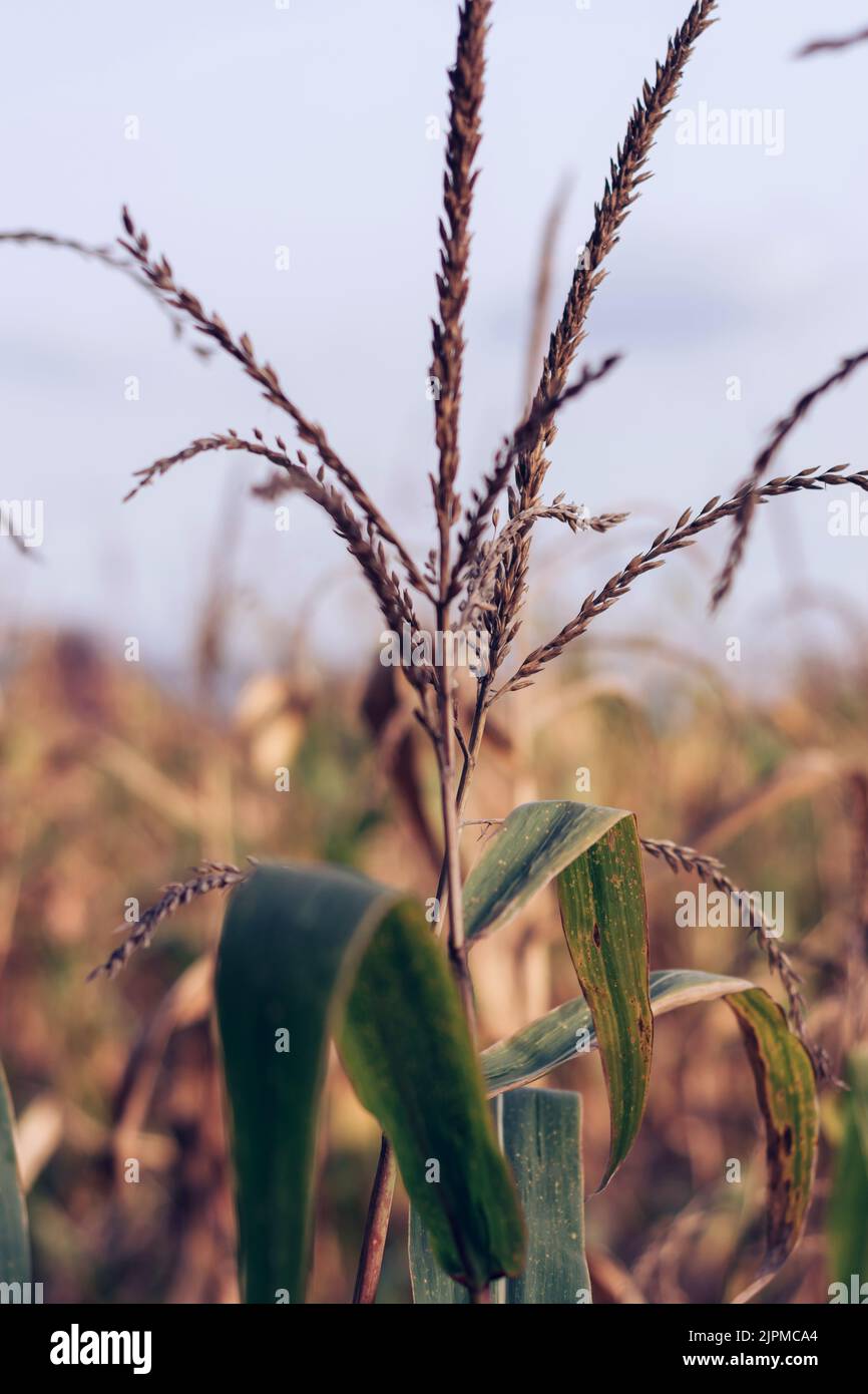 Old maize stalks hi-res stock photography and images - Alamy