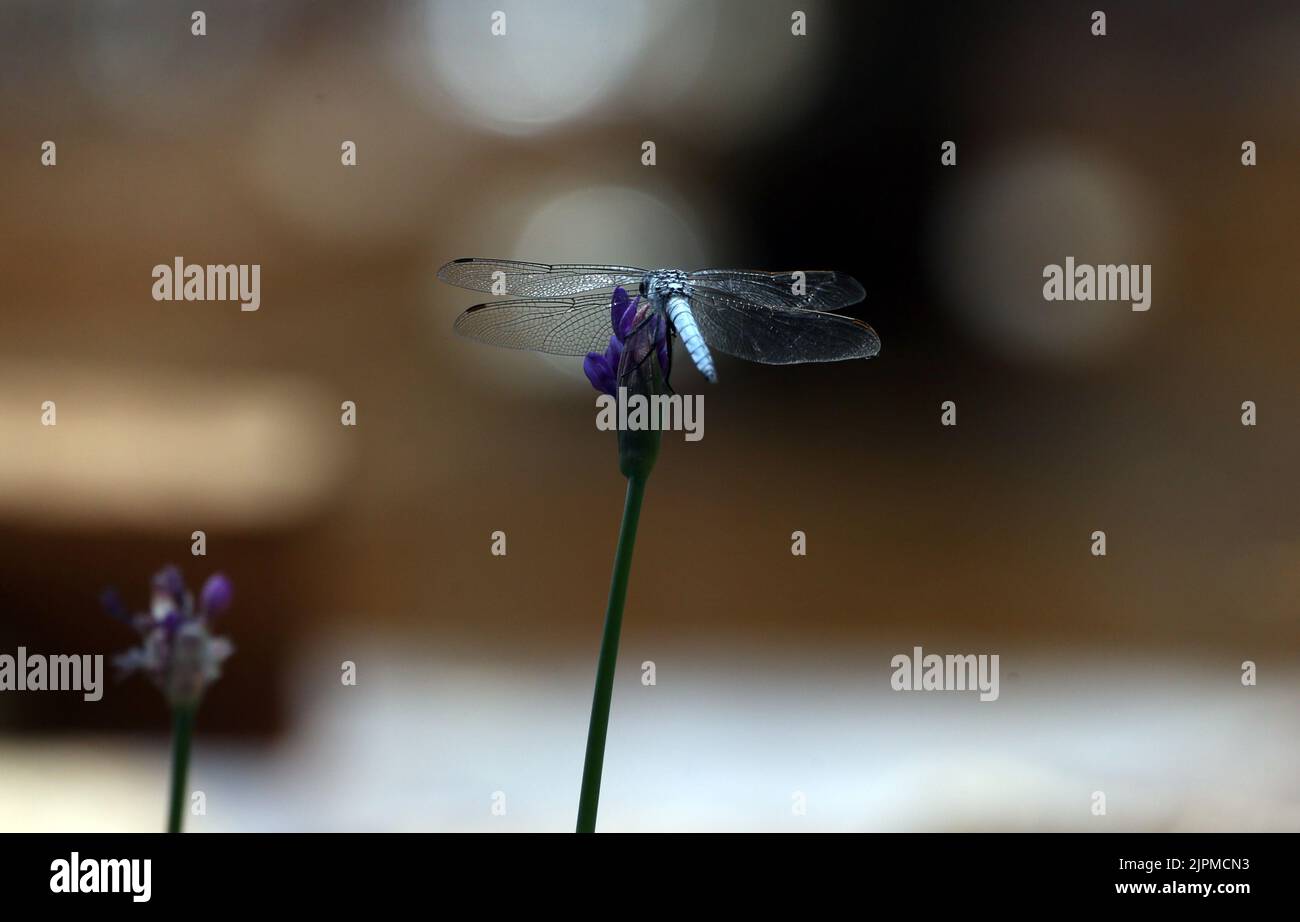 Emperor dragonfly anax imperator nymph hi-res stock photography and ...