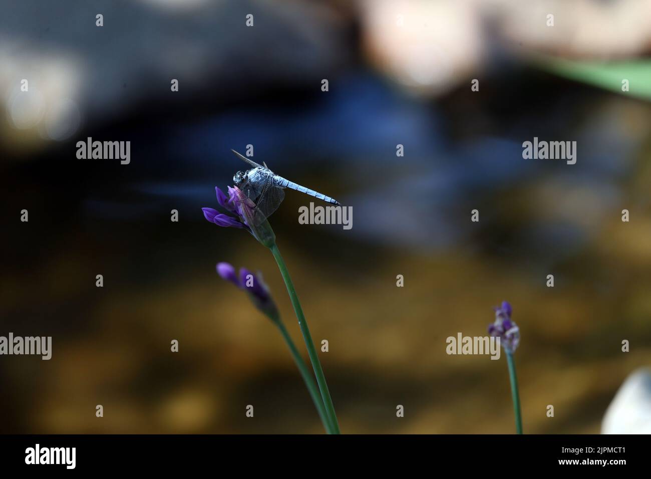 Emperor dragon fly hi-res stock photography and images - Alamy
