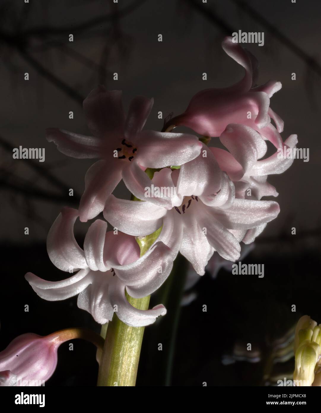 Hyacinth flower in close-up. Pink hyacinth flower in close-up. The ...