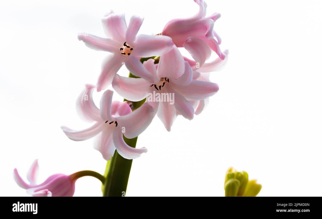 Hyacinth flower in close-up. Pink hyacinth flower in close-up. The ...