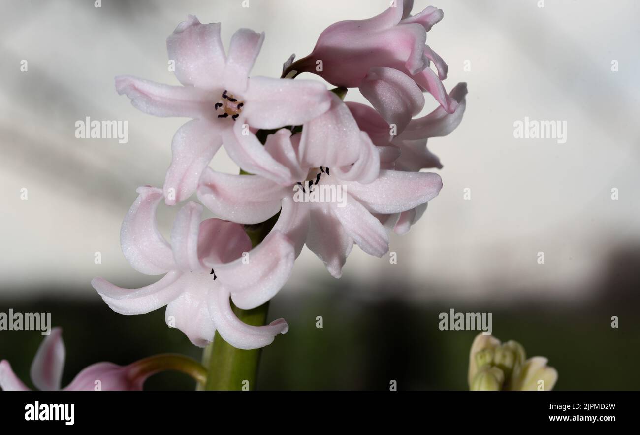 Hyacinth flower in close-up. Pink hyacinth flower in close-up. The ...