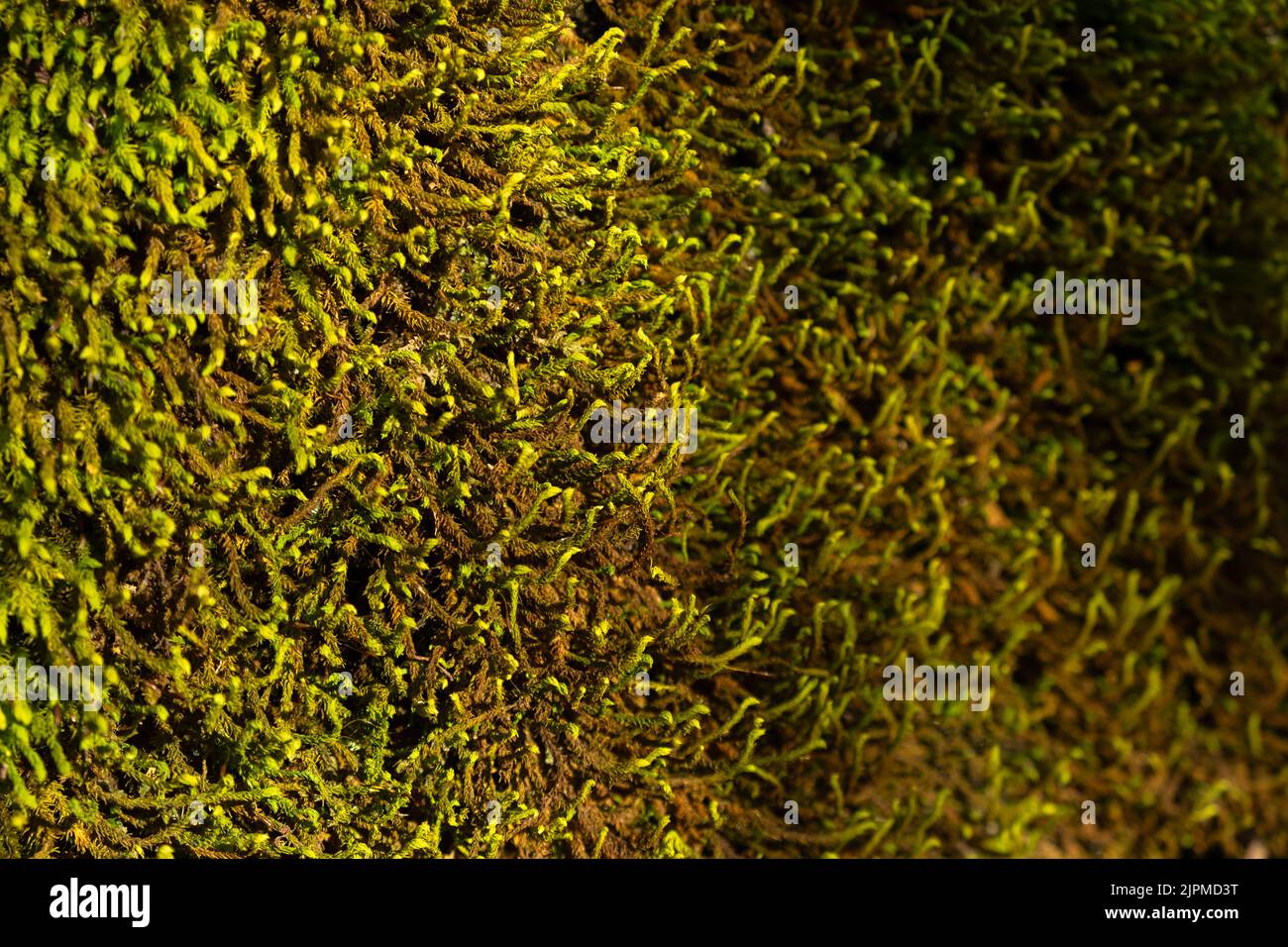 Moss texture close-up. Natural background for website design. The ...