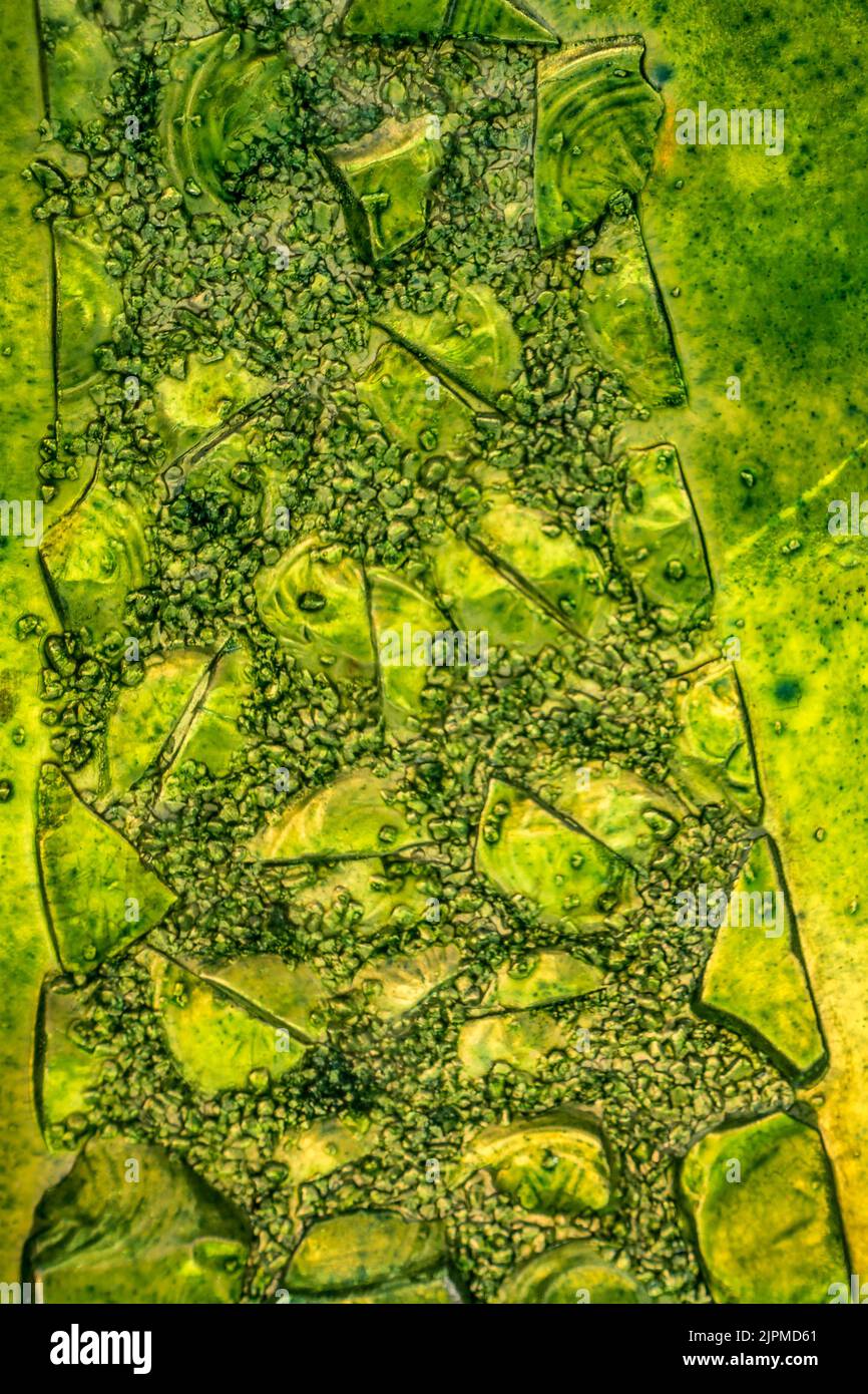 Green stained glass window texture background Stock Photo - Alamy