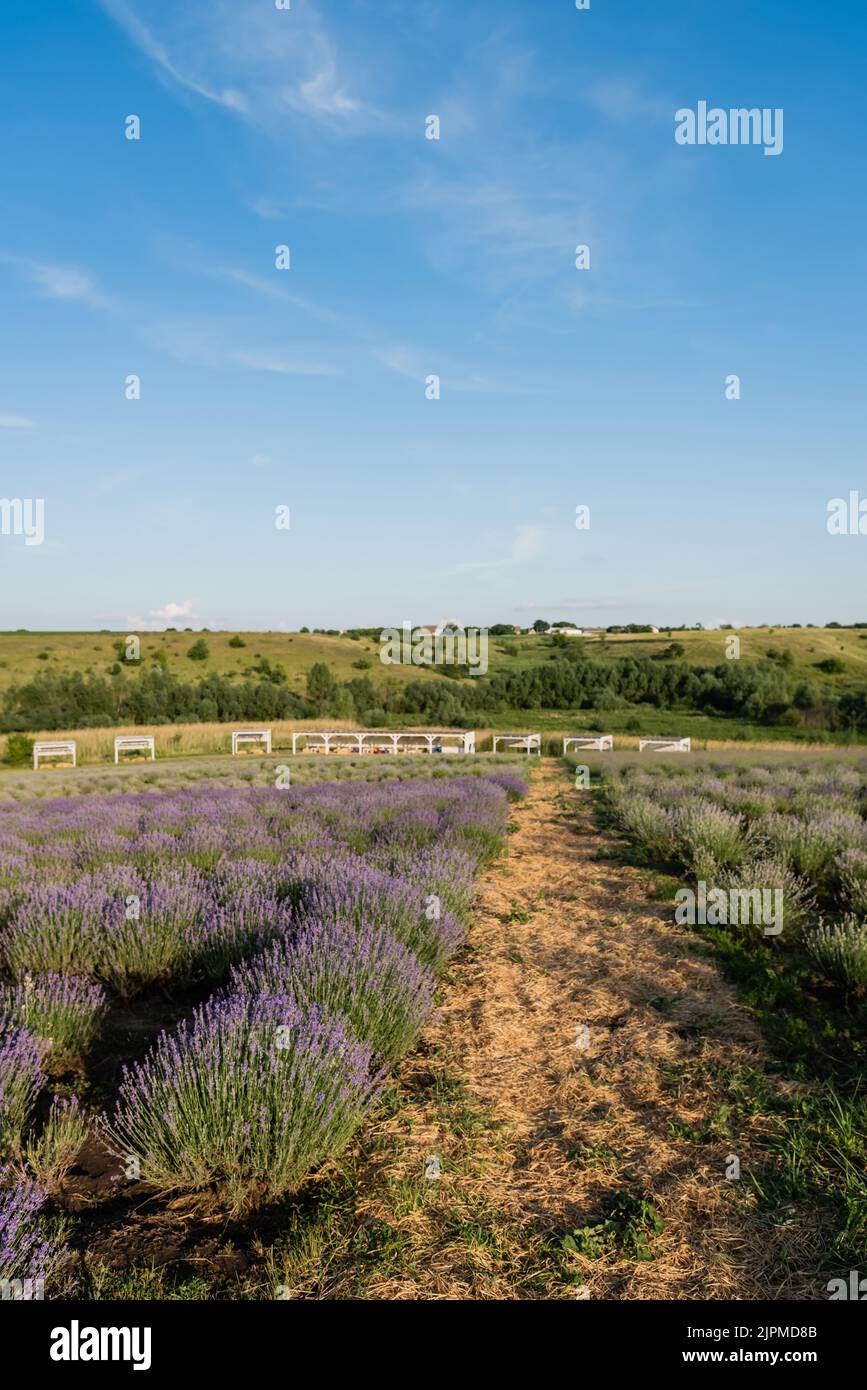 rows of flowering lavender on farmland in plant nursery Stock Photo - Alamy