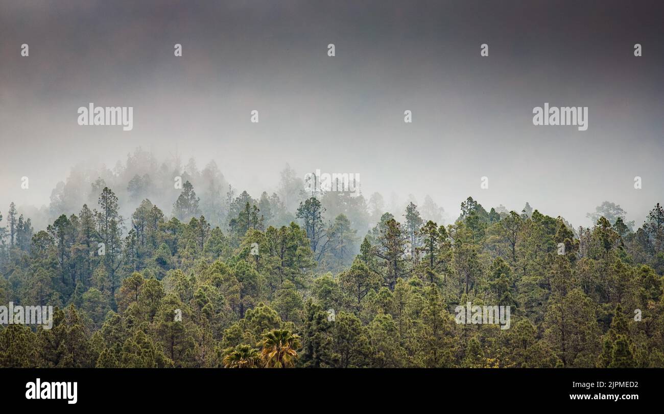 nature background misty pine trees Stock Photo - Alamy