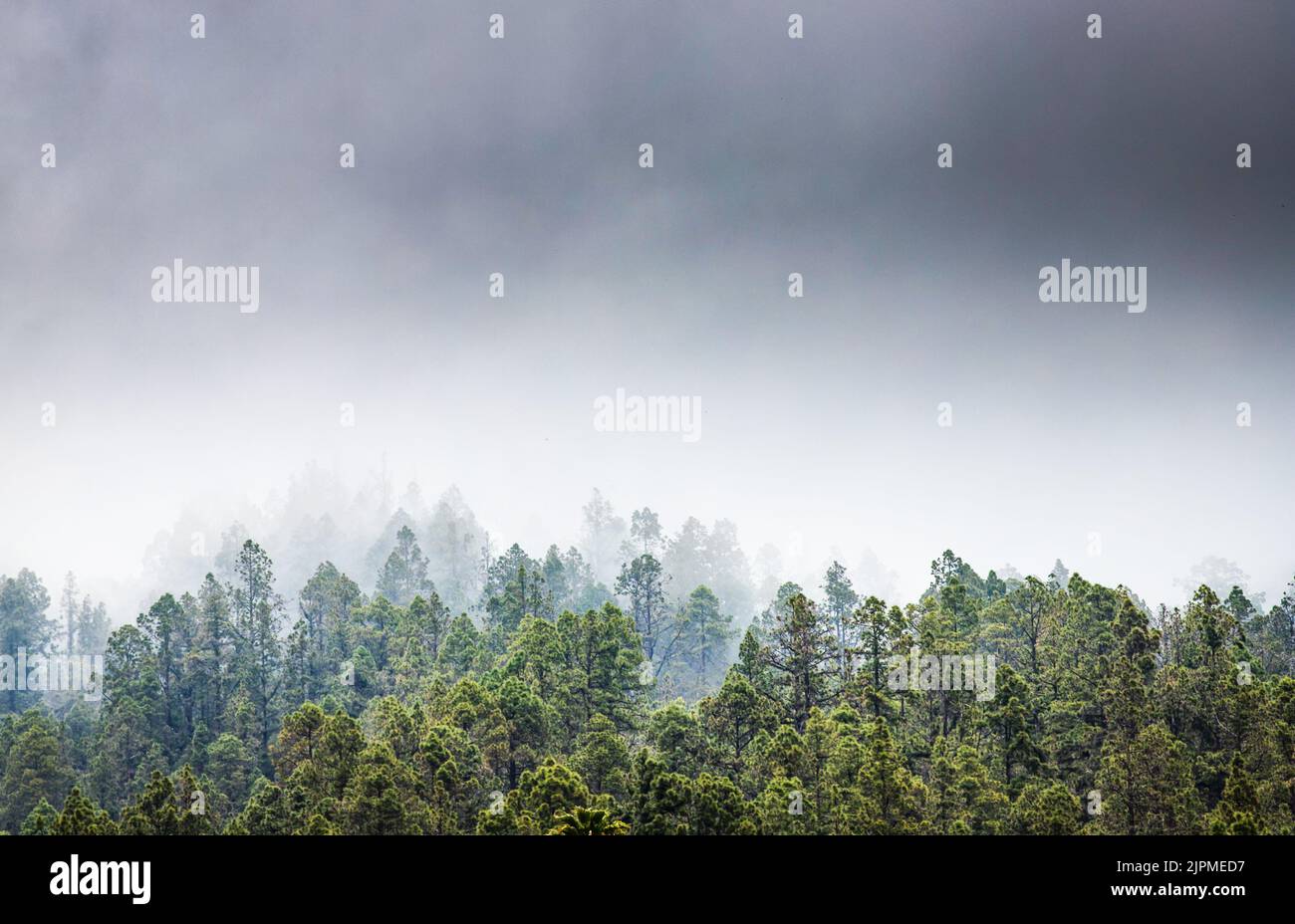 nature background misty pine trees Stock Photo - Alamy