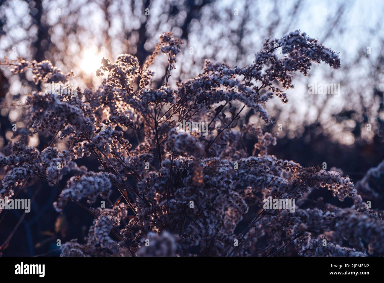Tall withered plant, bright shining bokeh, fluffy inflorescences, sunny ...
