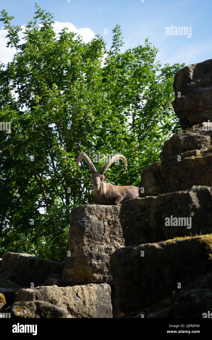 A vertical shot of an Alpine ibex (Capra ibex) sitting on rocks Stock ...