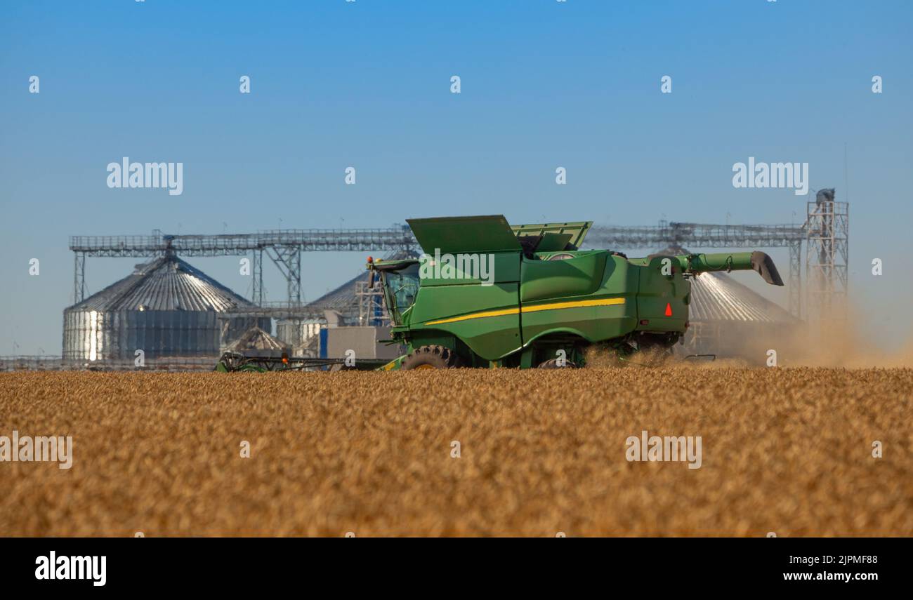 green harvester on a yellow wheat field, on the background of an ...
