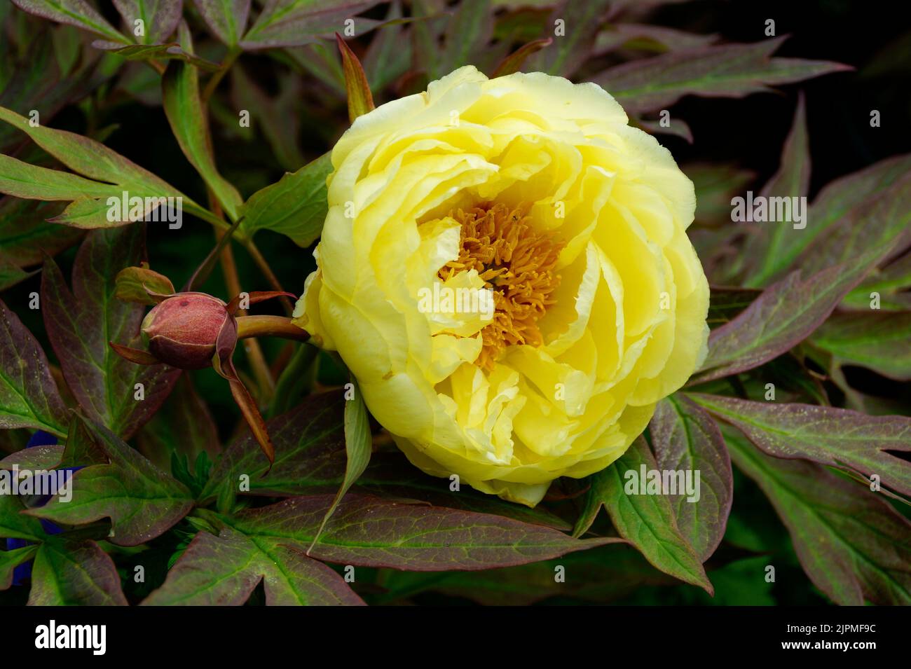 a gorgeous huge bright canary yellow peony with a fluffy yellow middle ...
