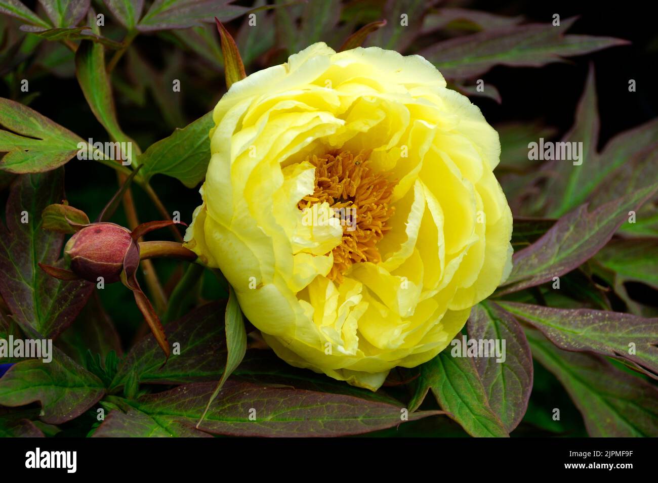 a gorgeous huge bright canary yellow peony with a fluffy yellow middle ...
