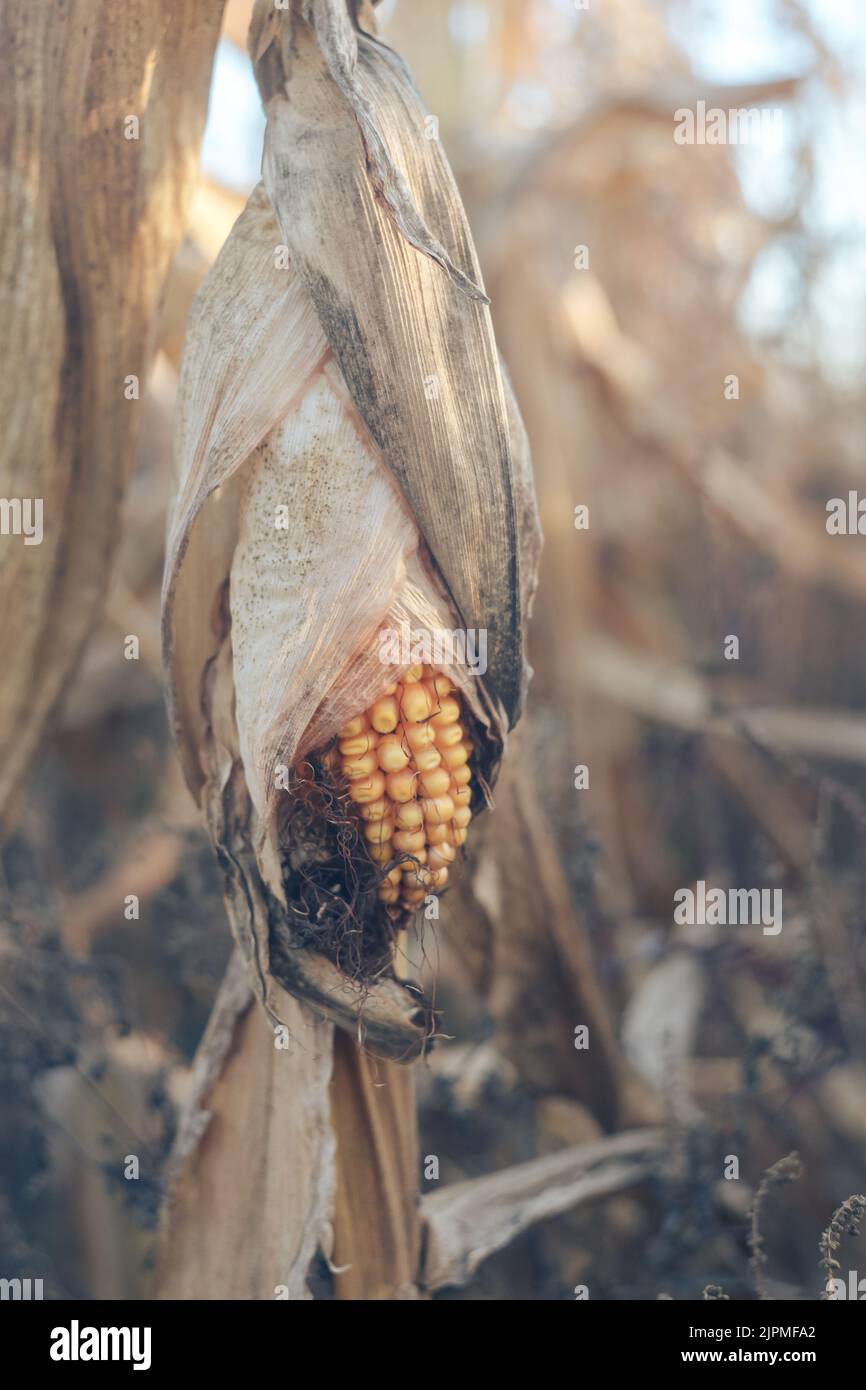 Old maize stalks hi-res stock photography and images - Alamy