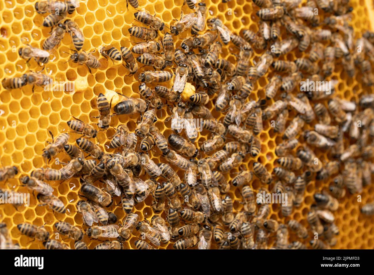 Closeup hive frame packed bees hi-res stock photography and images - Alamy