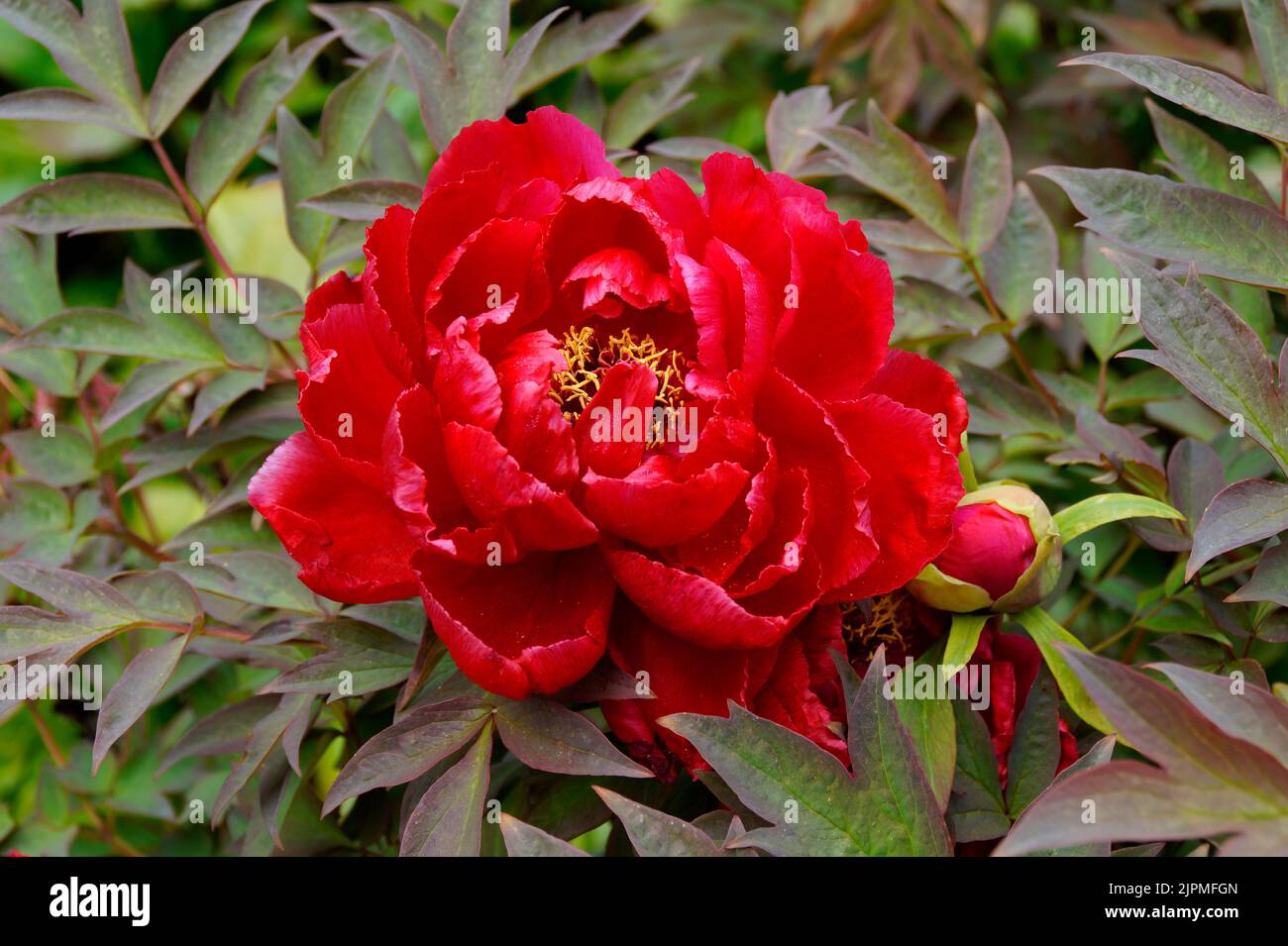 a gorgeous huge bright red peony with a fluffy yellow middle Stock ...