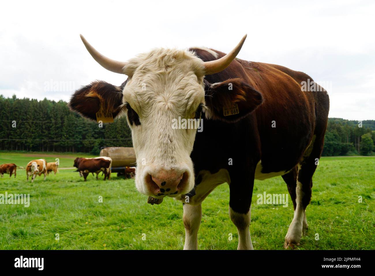 a beautiful and curious cow grazing on a green meadow in the Bavarian ...