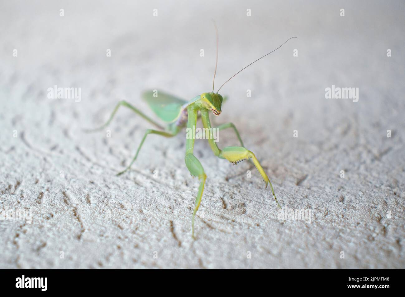 Species of praying mantis hi-res stock photography and images - Alamy