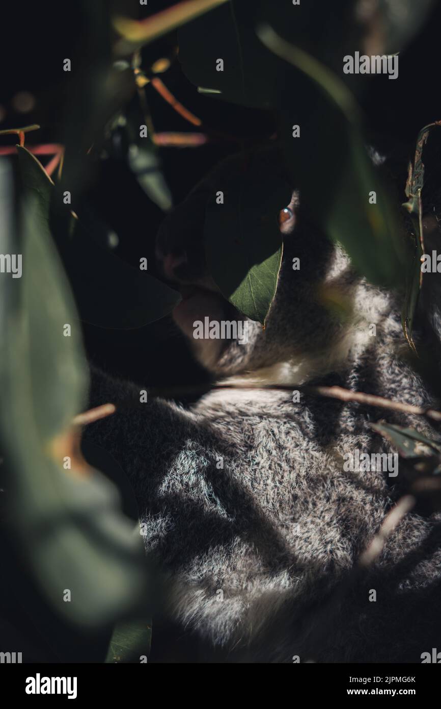 Photography of a koala in an eucalyptus tree Stock Photo - Alamy
