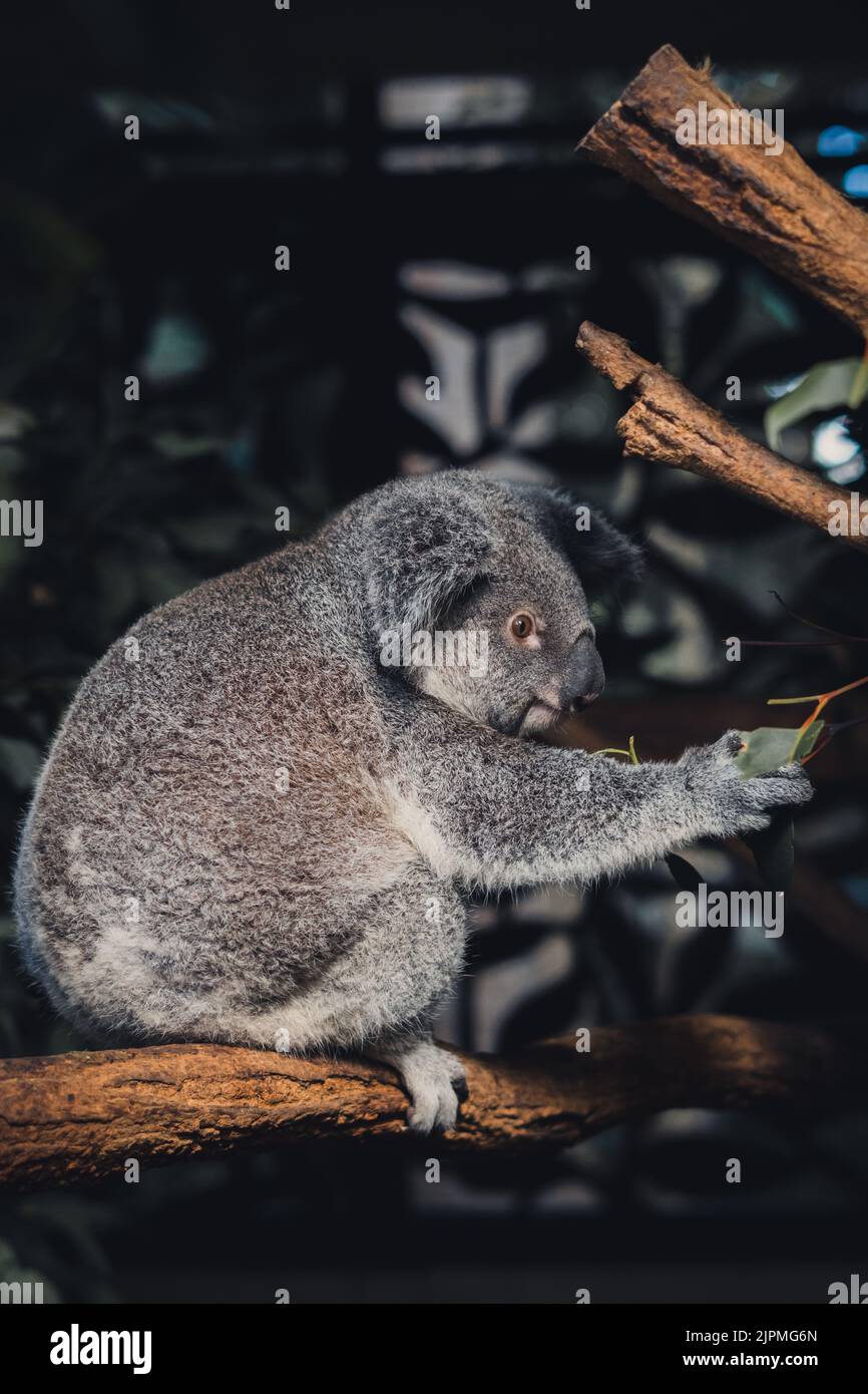 Photography of a koala in an eucalyptus tree Stock Photo - Alamy
