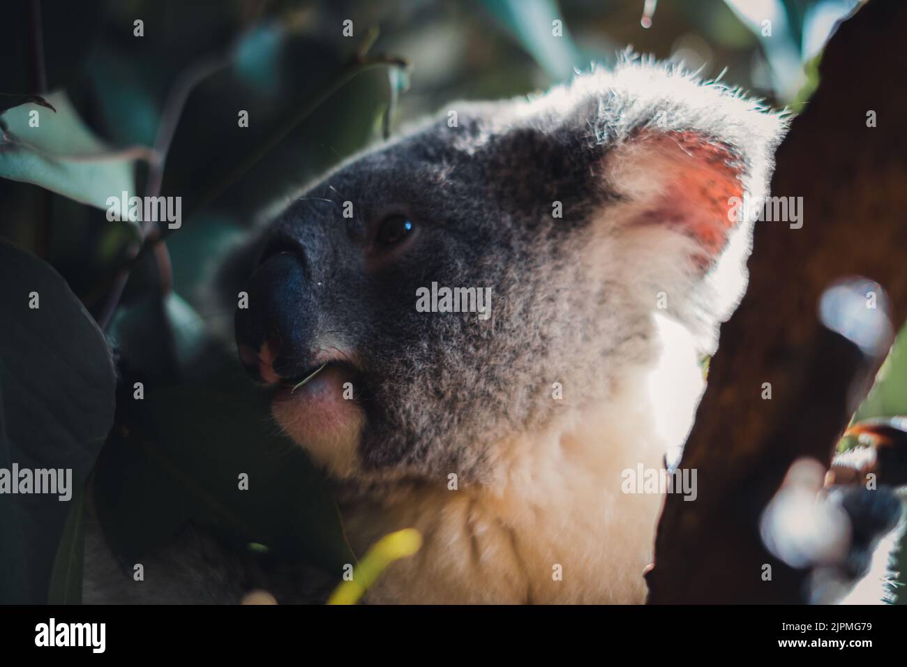 Photography of a koala in an eucalyptus tree Stock Photo - Alamy