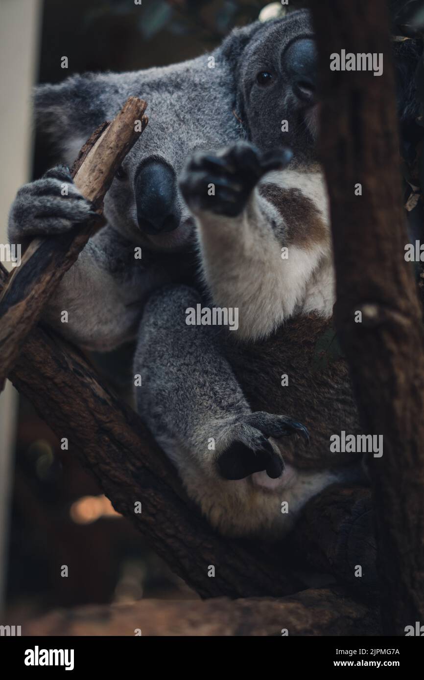 Photography of a koala in an eucalyptus tree Stock Photo - Alamy