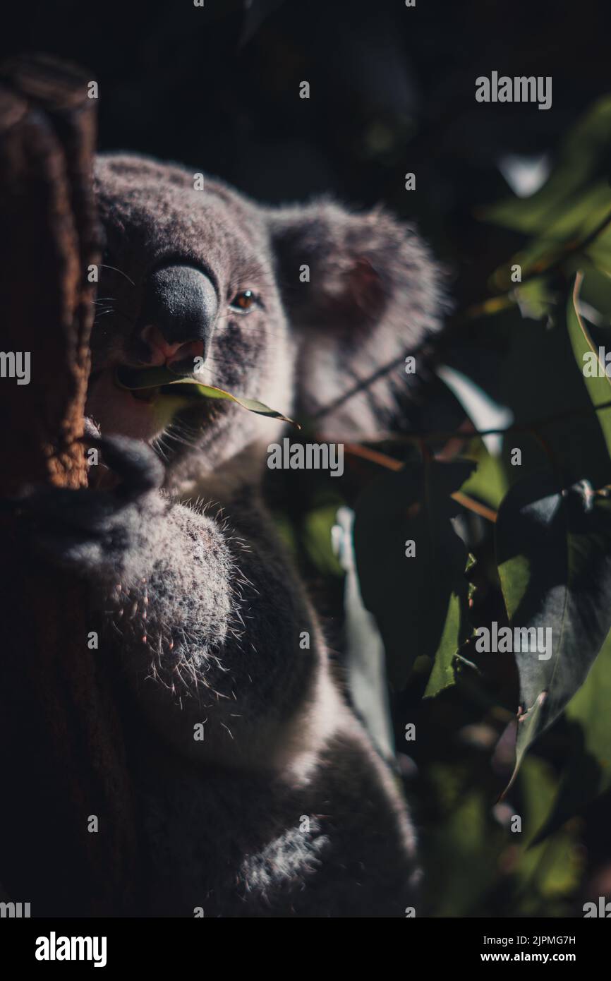 Photography of a koala in an eucalyptus tree Stock Photo - Alamy