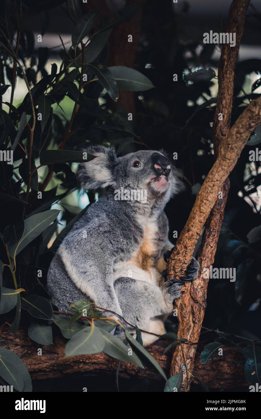 Photography of a koala in an eucalyptus tree Stock Photo - Alamy