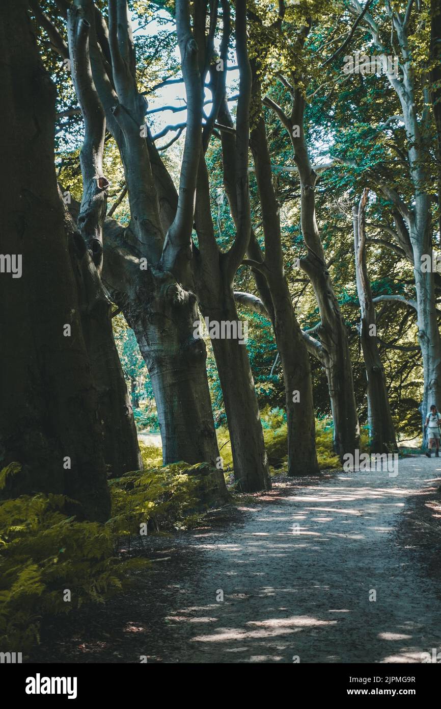 Trees next to a pathway Stock Photo - Alamy