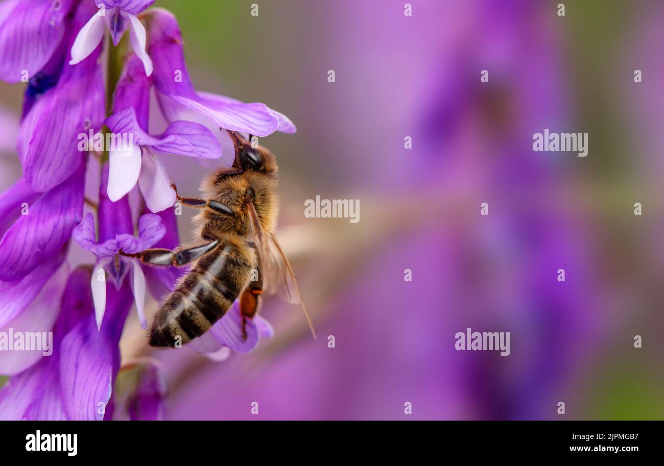 A honey bee collects nectar and pollen on a blue mouse pea flower Stock ...