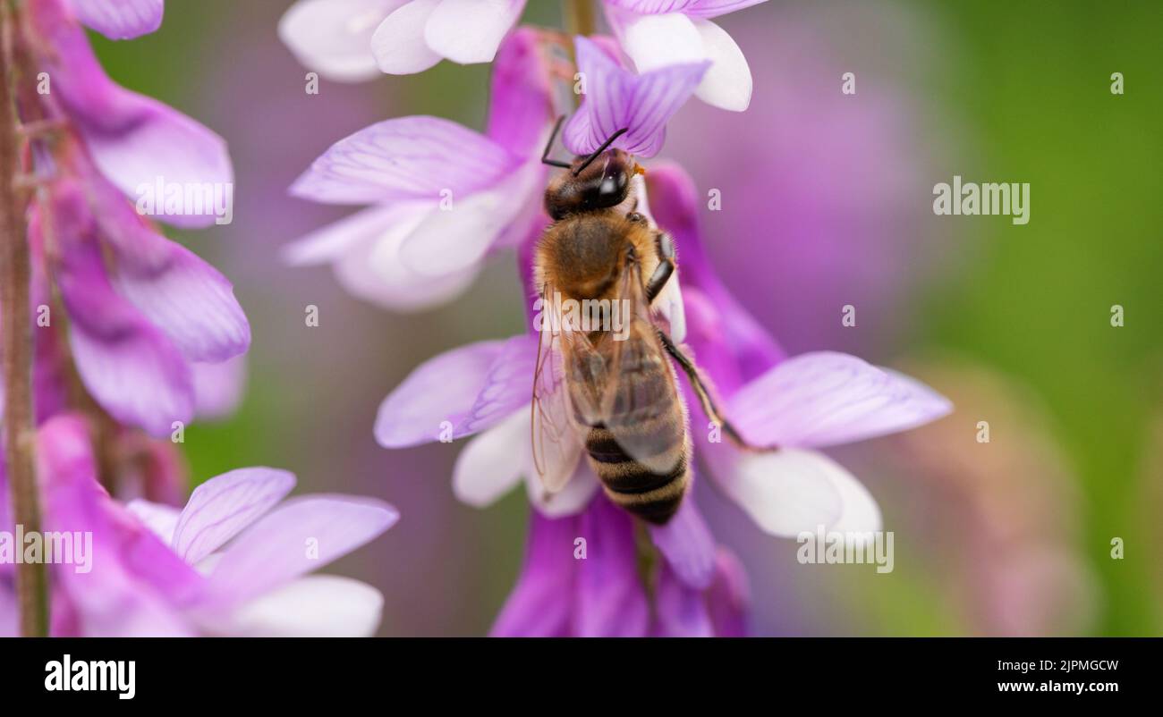 A honey bee collects nectar and pollen on a blue mouse pea flower Stock ...