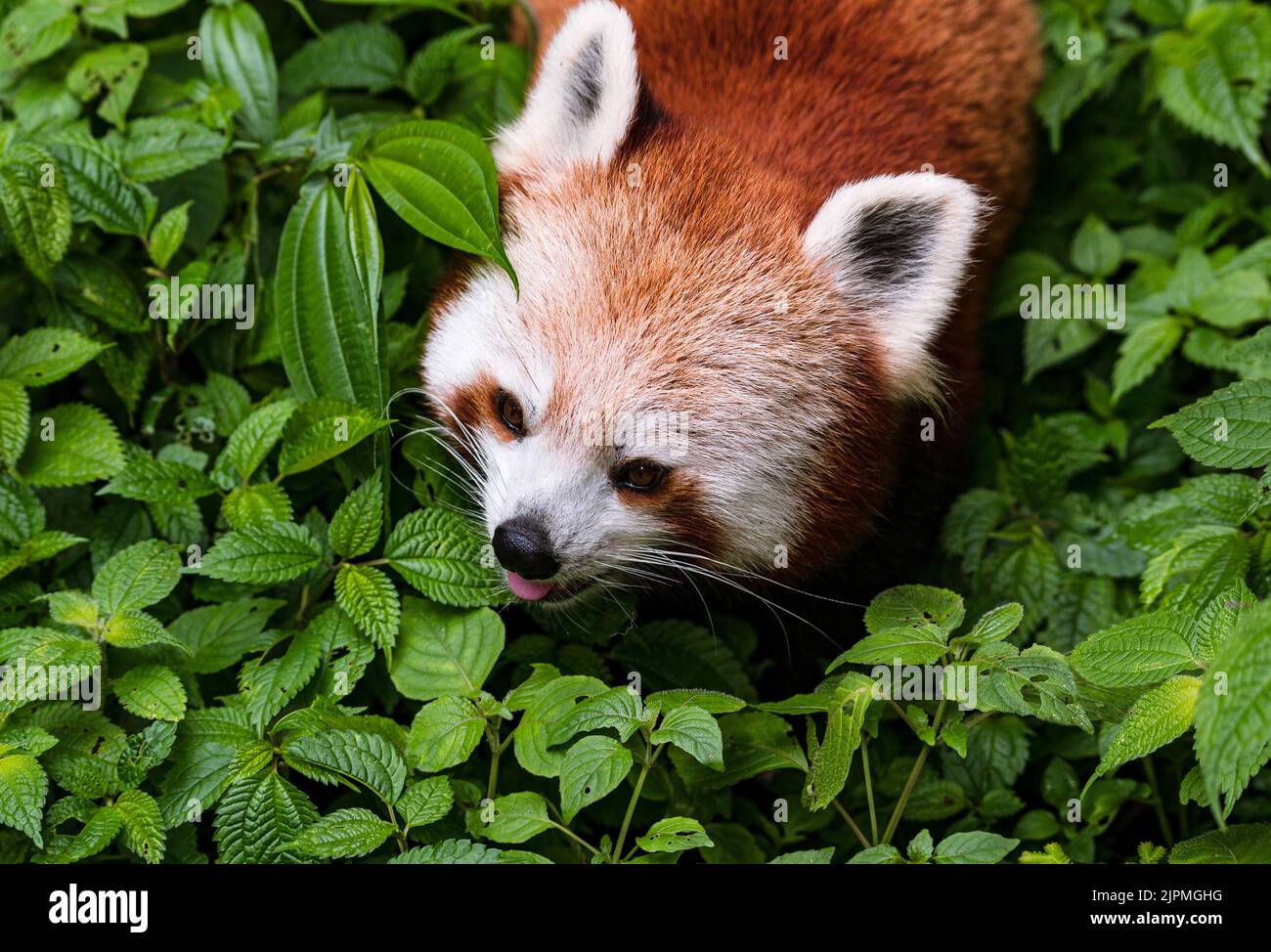 June 11, 2022, Darjeeling, India: The Red panda (Ailurus fulgens), also ...