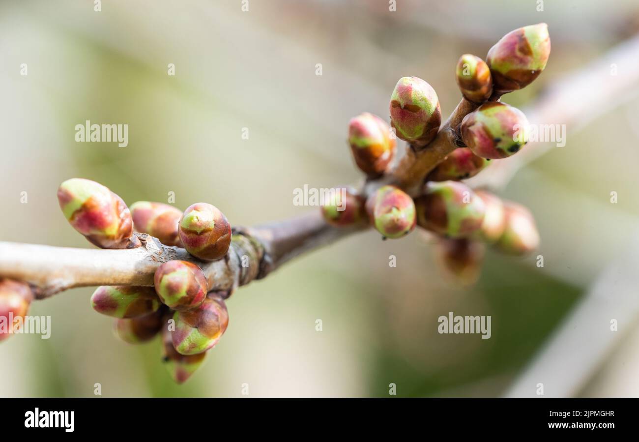 Buds on a twig close-up. Spring buds on the cherry tree. Blurred ...