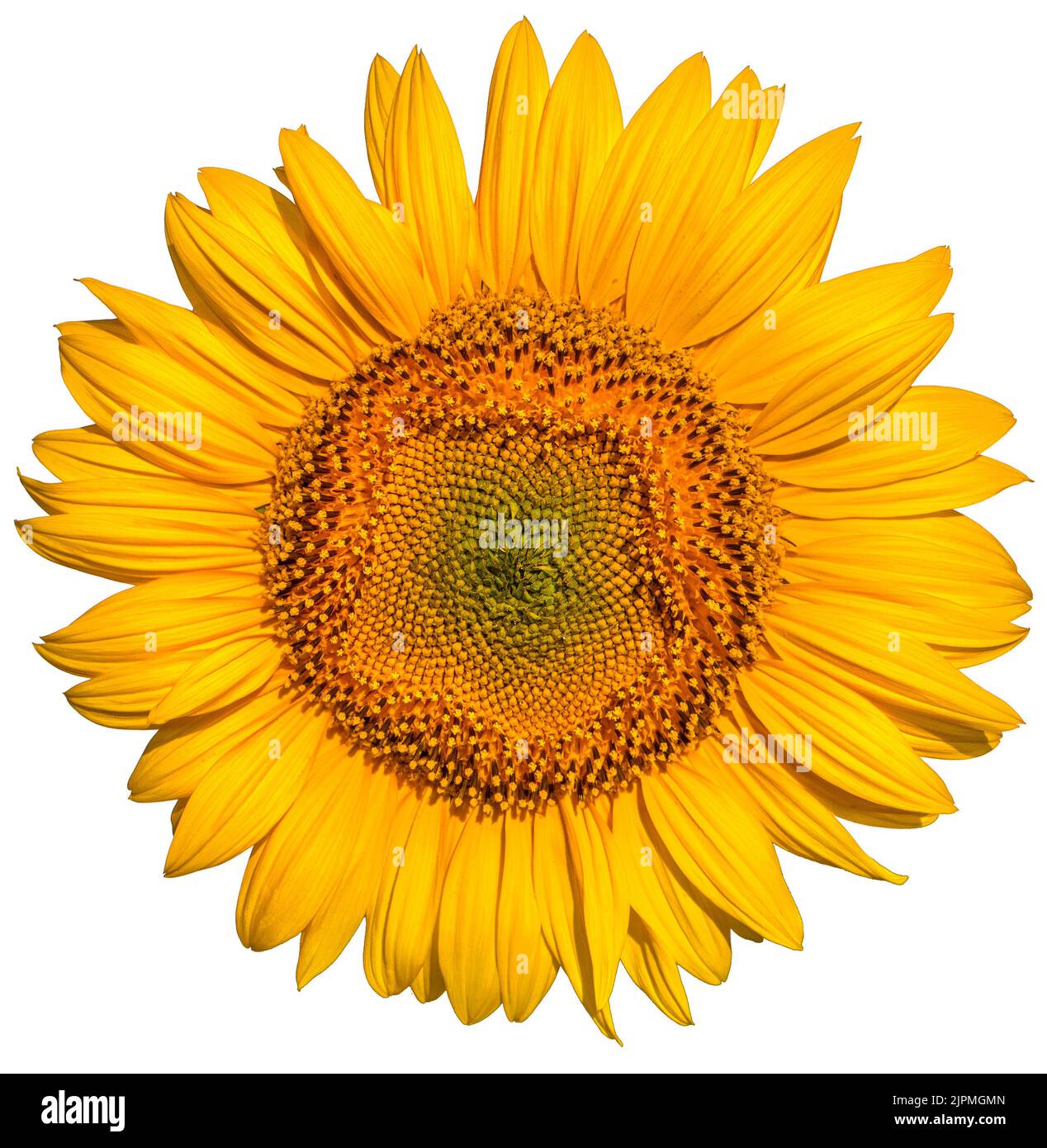 Blooming sunflower flower. Isolated on a white background Stock Photo ...