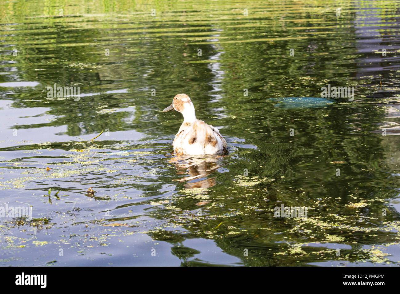 dal lake kashmir house boat, duck in water Stock Photo - Alamy
