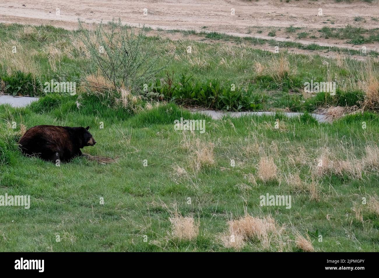 An aerial view of bear lying in greenery field Stock Photo - Alamy