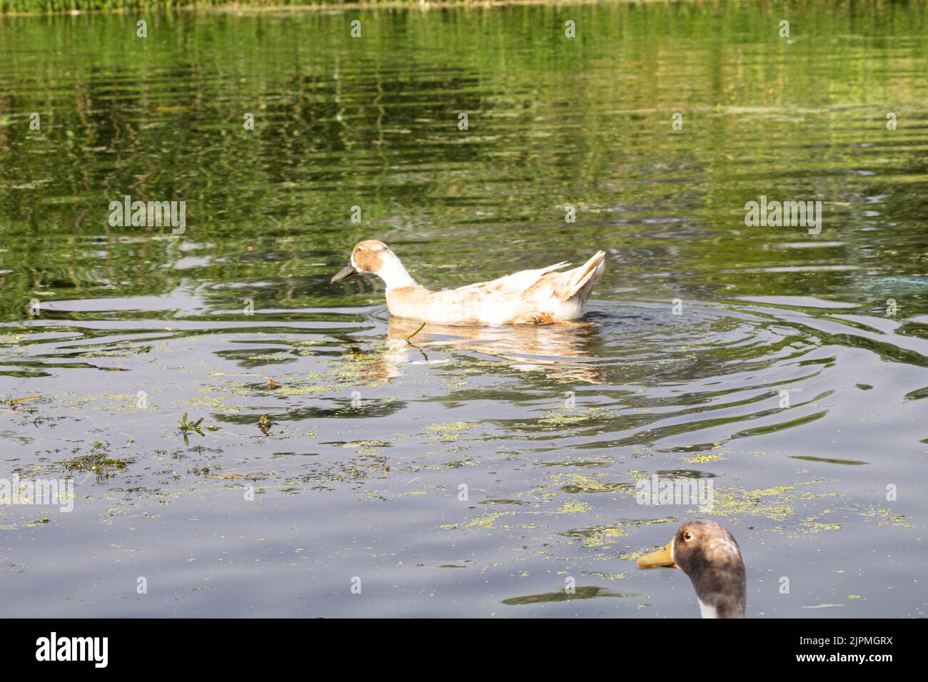 dal lake kashmir house boat, duck in water Stock Photo - Alamy