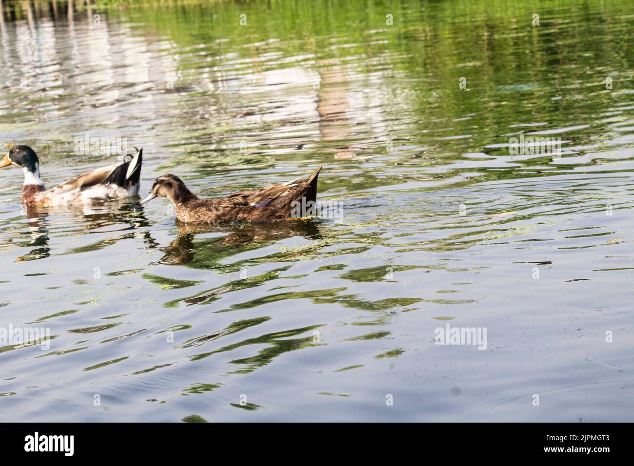 dal lake kashmir house boat, duck in water Stock Photo - Alamy